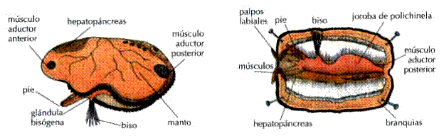 Biología y Geología de 4º ESO: El mejillón, por dentro y por fuera