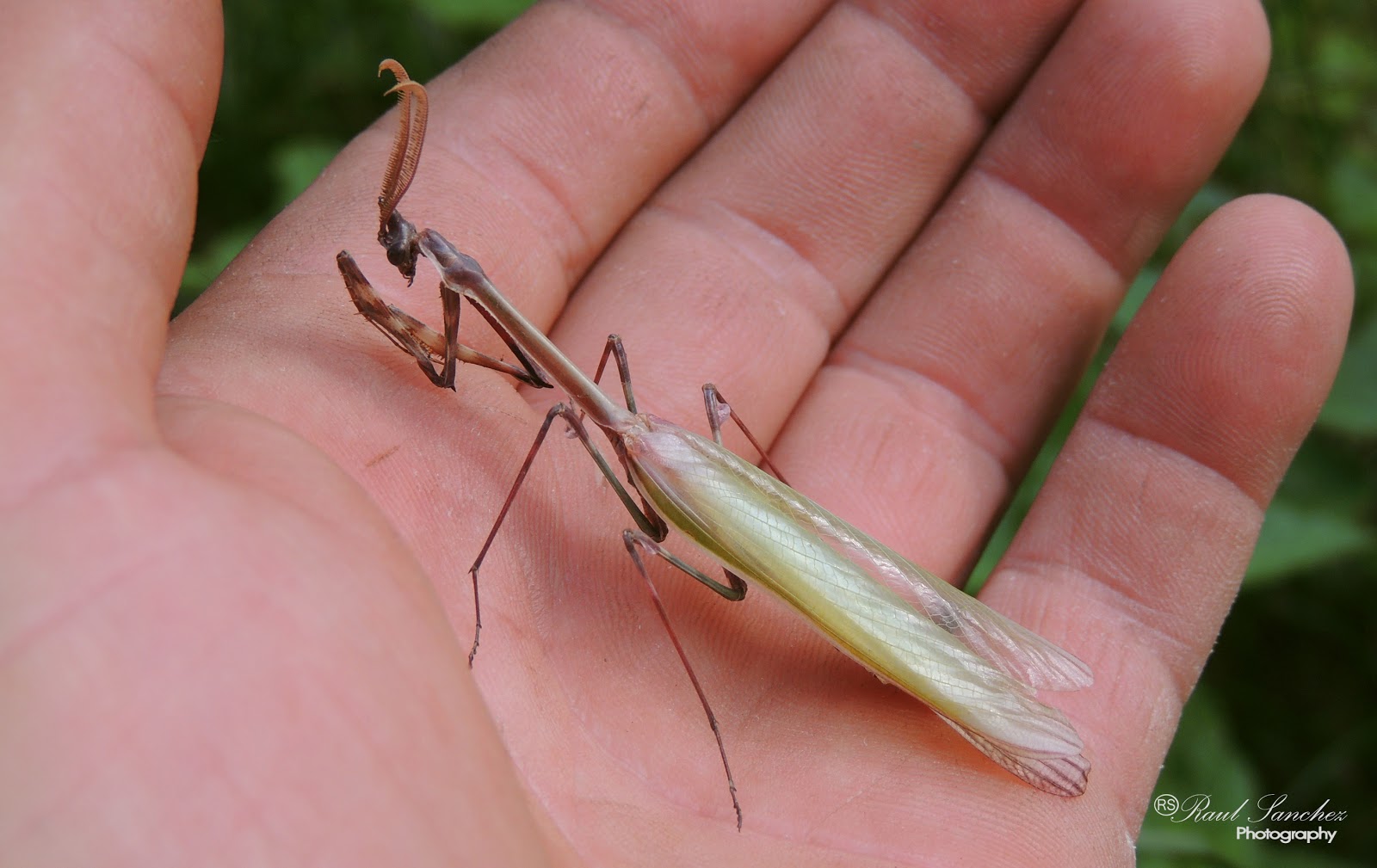 Naturaleza Viva : La Empusa o Mantis Palo (Empusa pennata)