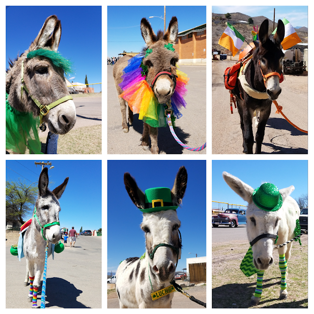 Forever Home Donkey Rescue: BURRO RACING IN ARIZONA