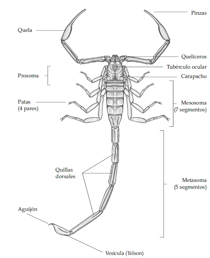 Paramédico de Cabecera: Escorpión o Alacrán