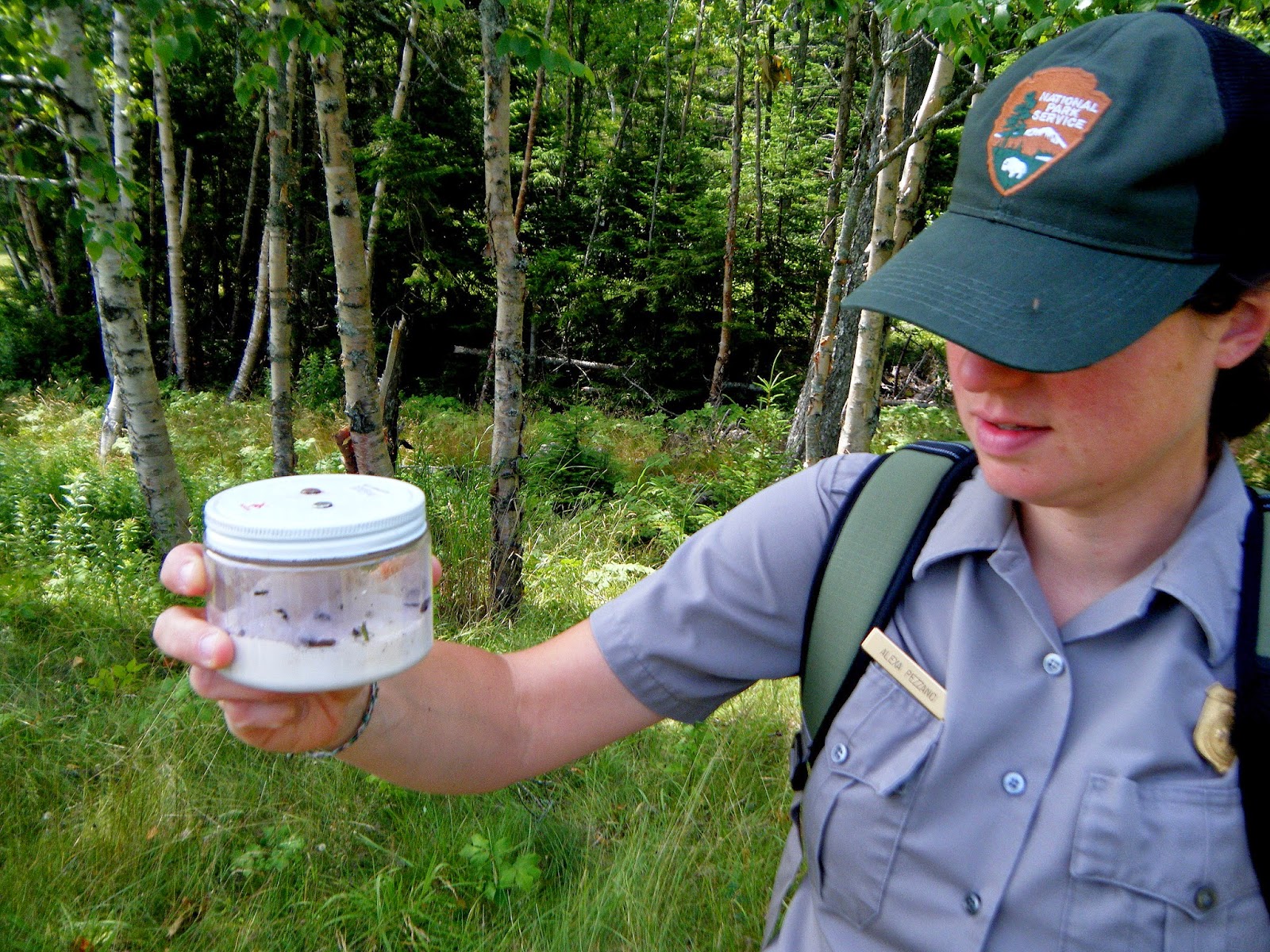 Field Notes and Photos: Beetles at Acadia National Park
