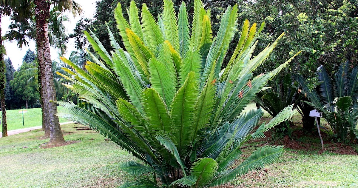 PlantFiles Pictures: Dioon Species, Cycad, Giant Dioon, Gum, 56% OFF