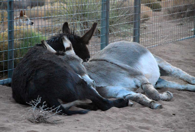The 7MSN Ranch: The unbearable cuteness of burros