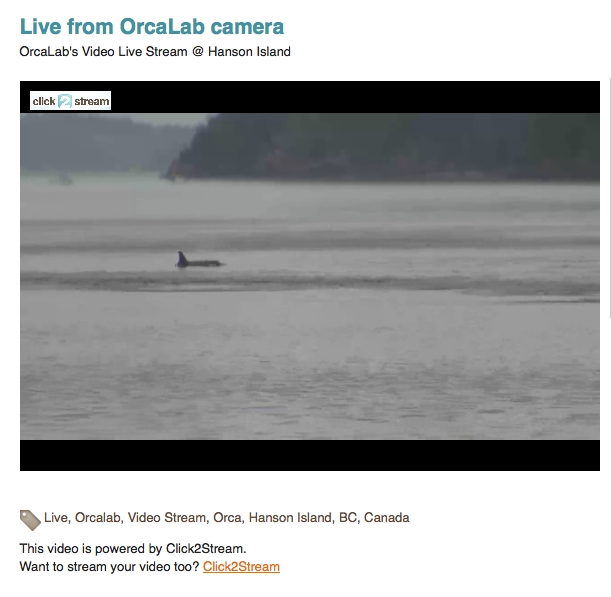 Orca Watcher: New Orca Webcam