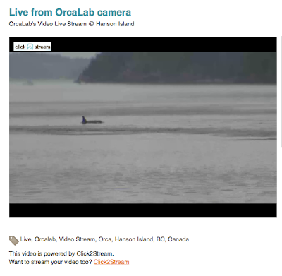 Orca Watcher: New Orca Webcam
