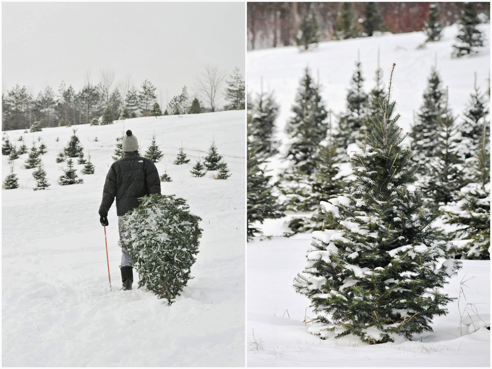The Christmas Tree Hunt | Sylvia's Simple Life