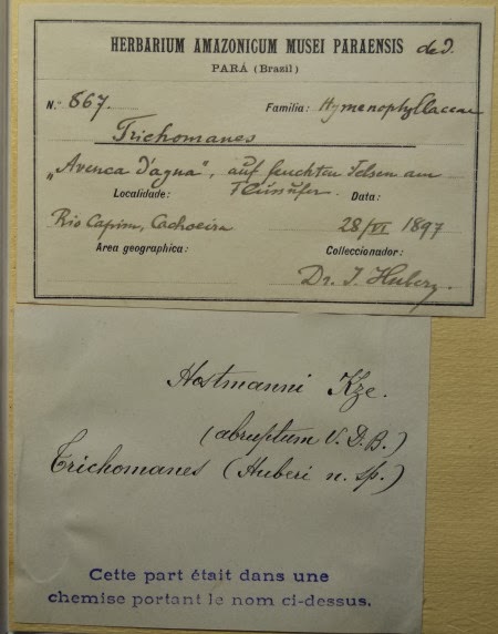 Jacques Huber and the Amazonian Botany: Plant collections