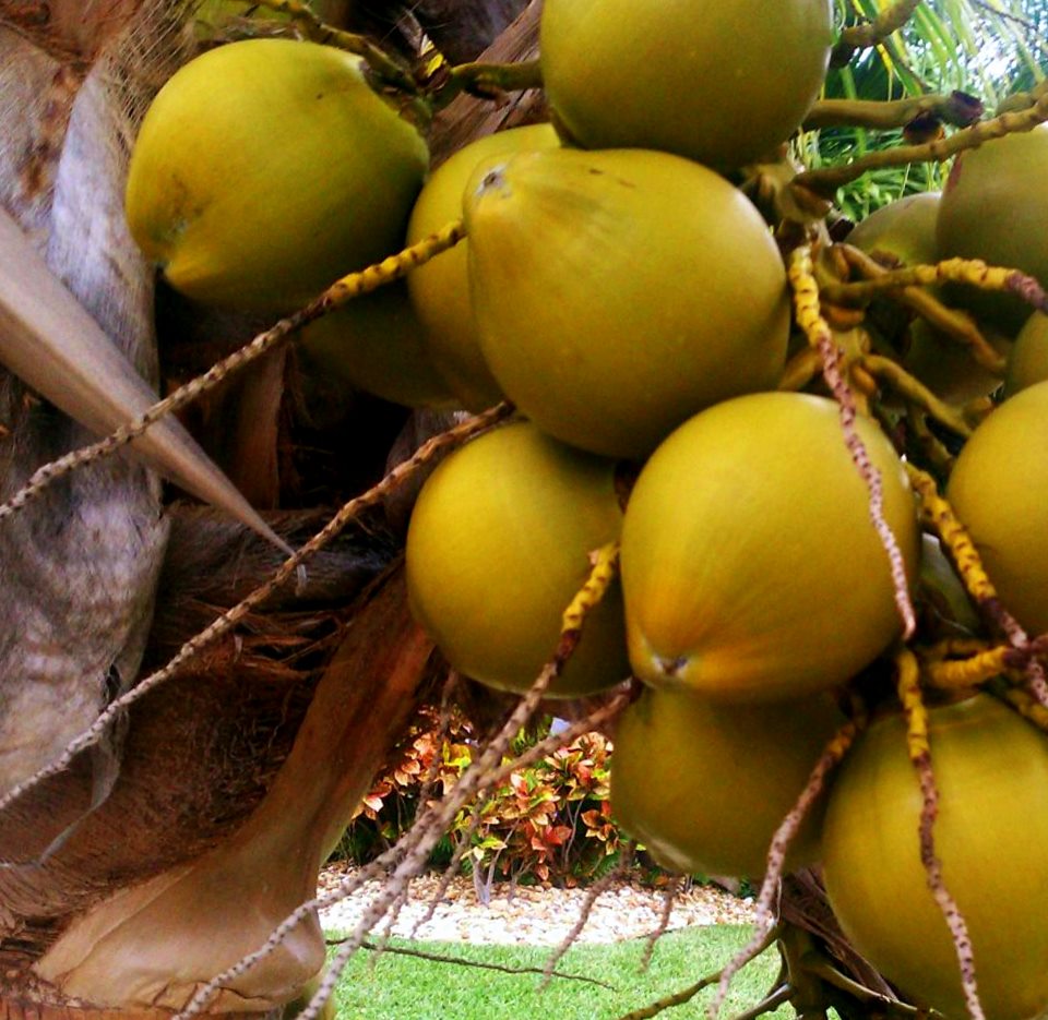 Fruits Stand: June 2012