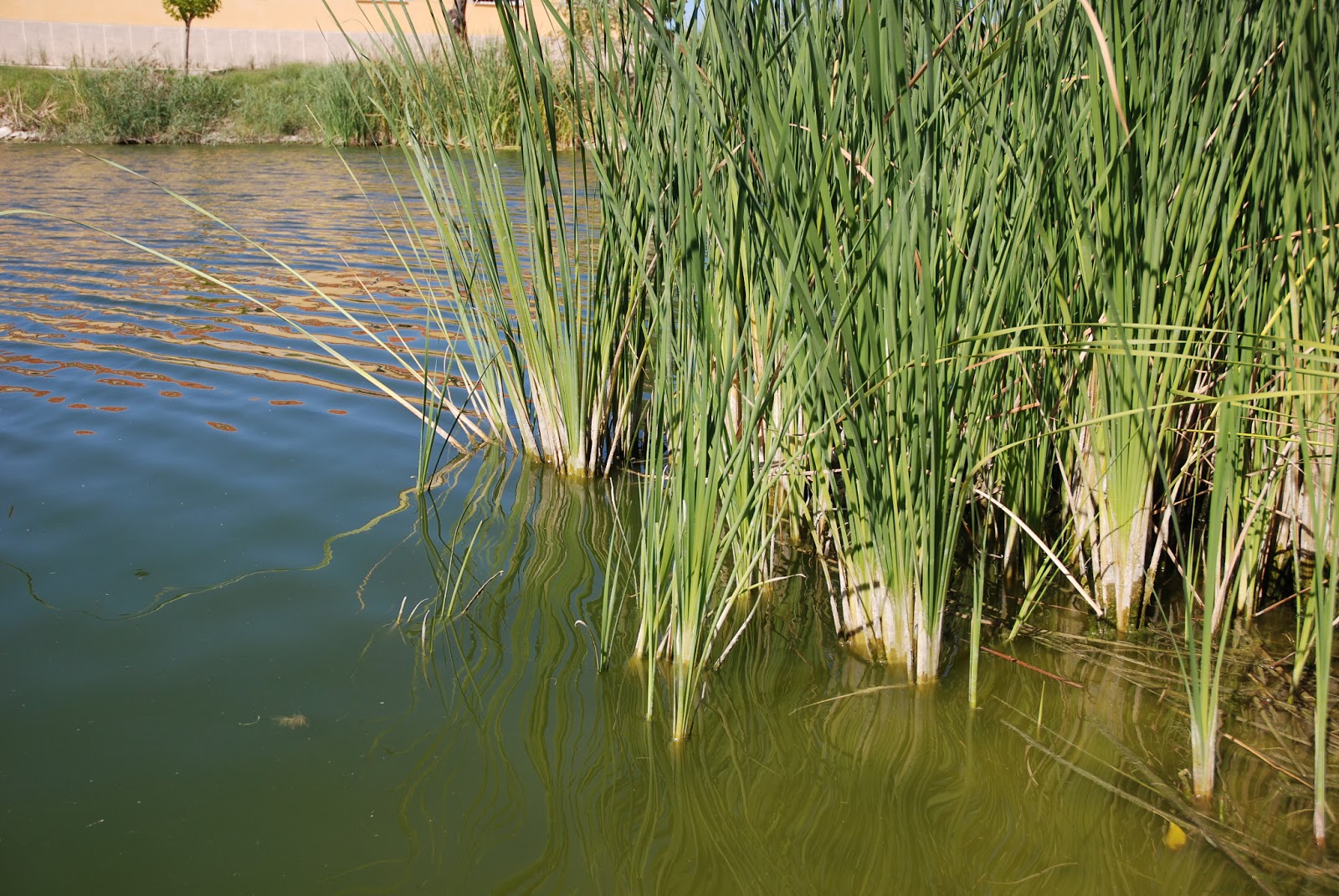 Hierbajos inolvidables: enea y carrizo