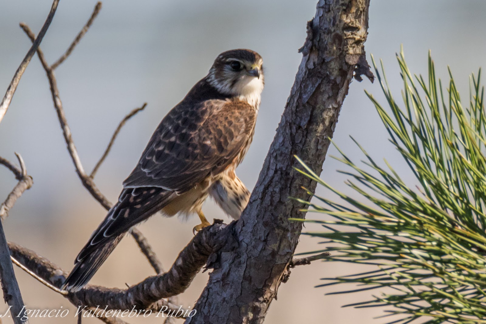 DocNatureBlog: El halcón más pequeño de Europa en Cabo Peñas. Esmerejón ...