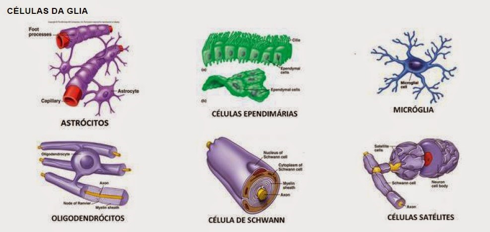 Bases Biológicas de la Conducta: Neuronas y Neuroglias