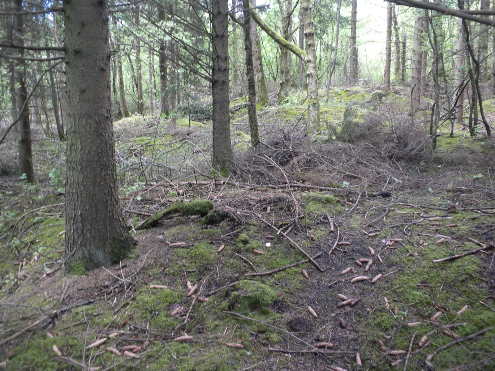 Catching the Trade Winds: The Scarred Landscape of Verdun
