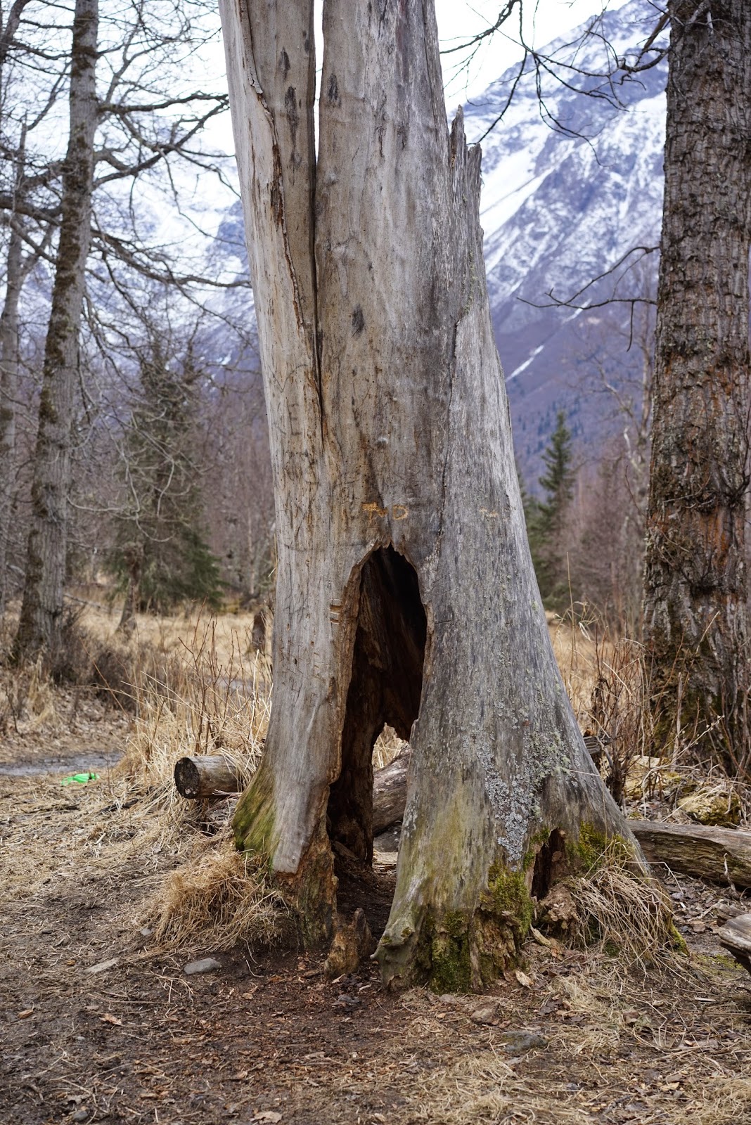 Lost But Loving It...In Alaska!: Trees of Alaska