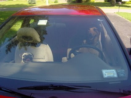 40 Cool dogs driving cars (40 pics) | Amazing Creatures