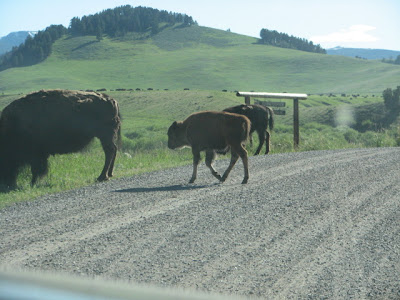 troutbirder: Flying D Ranch