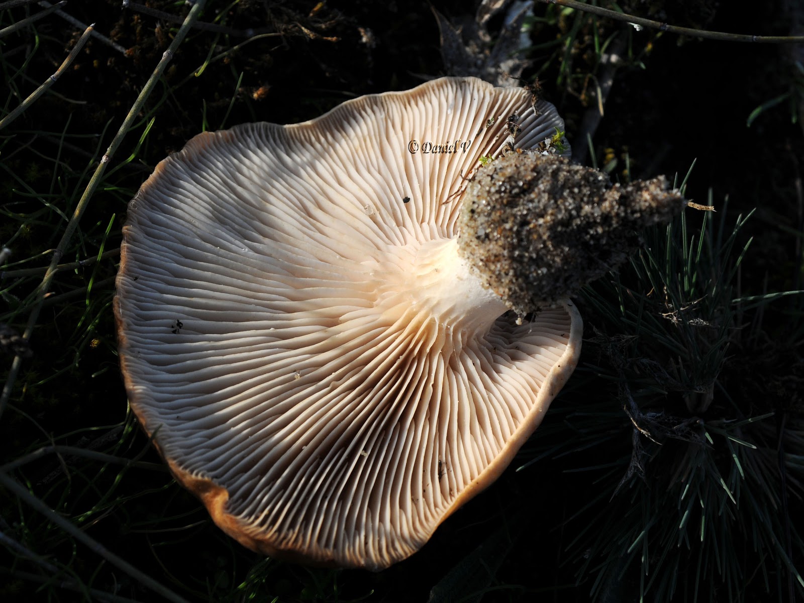 Macrophoto plaisir passion: Le Pleurote du Panicaut, Pleurotus eryngii