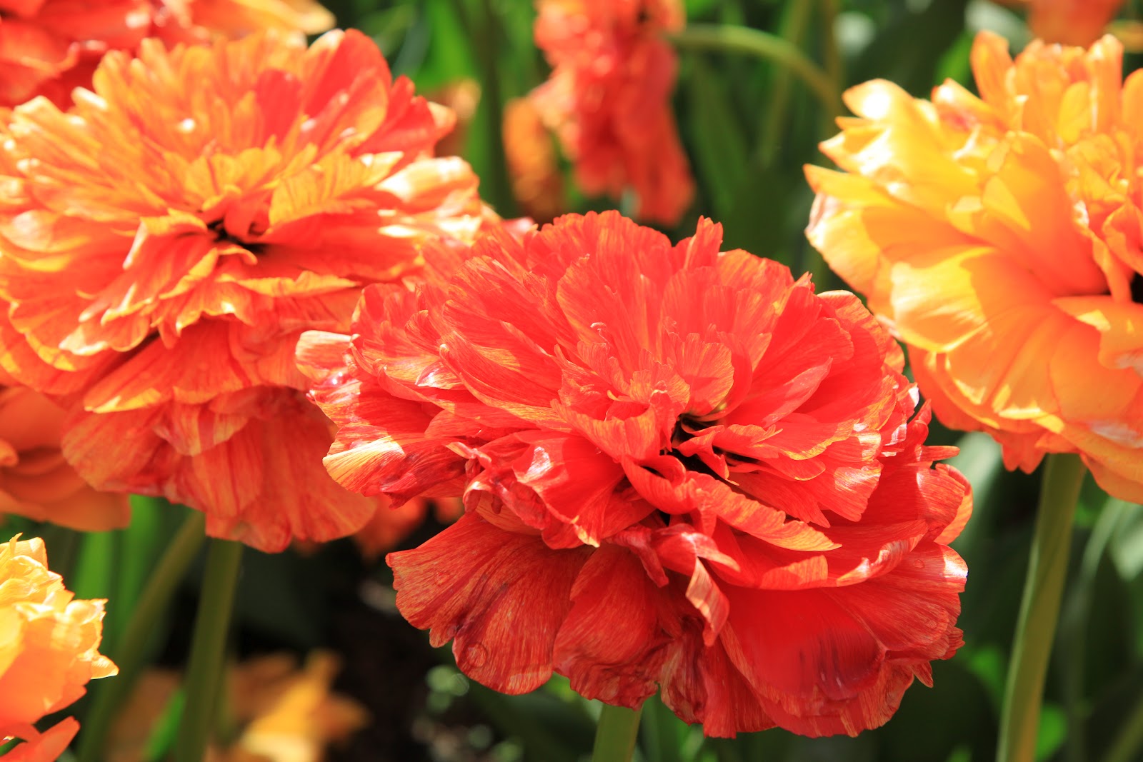 Tankar från Trädgårdsmästarn: Färgglada tulpaner i Stockholm - Tulpanfest