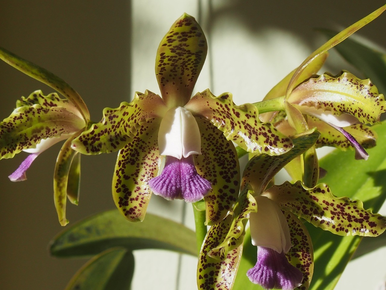 Grow and care Cattleya guttata orchid - Spotted Cattleya | Travaldo's blog