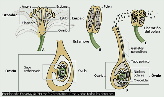 Biologia: Gametos Vegetales