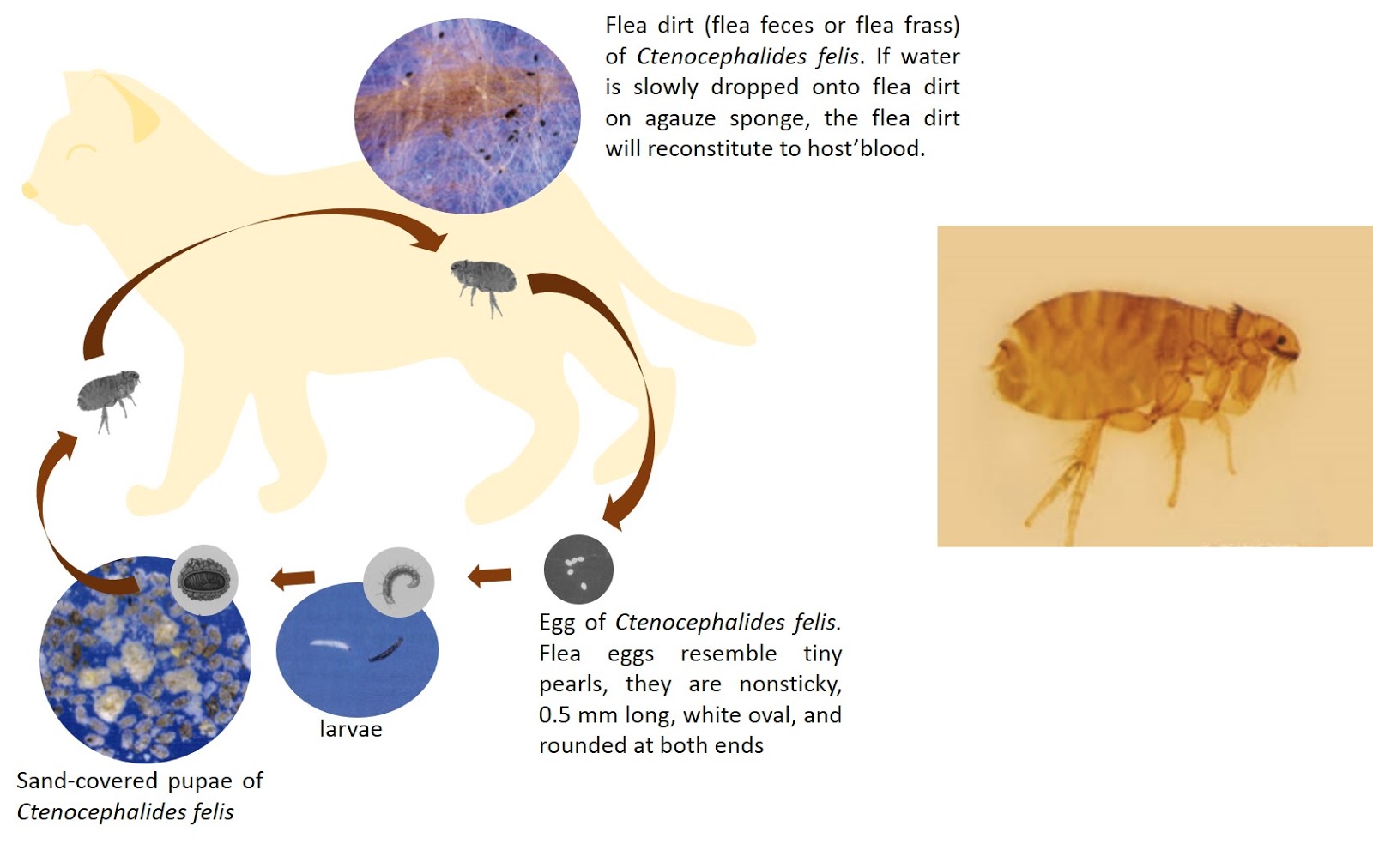 EKTOPARASIT PADA KUCING