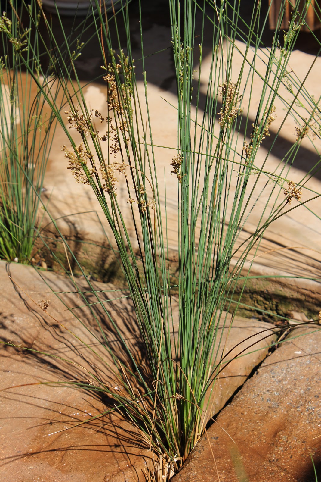 Gardening in Africa: My sedges (Cyperaceae)