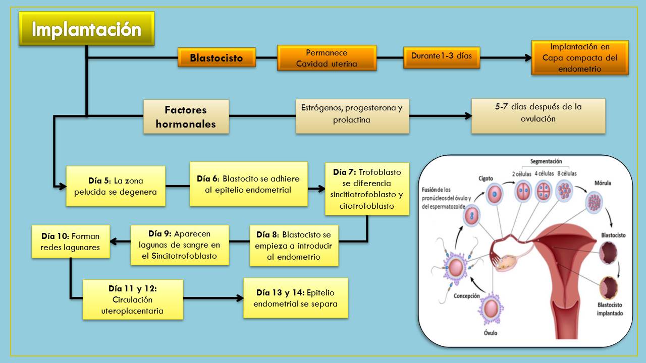 Partida- Fisiologia Humana Basica: Implantación