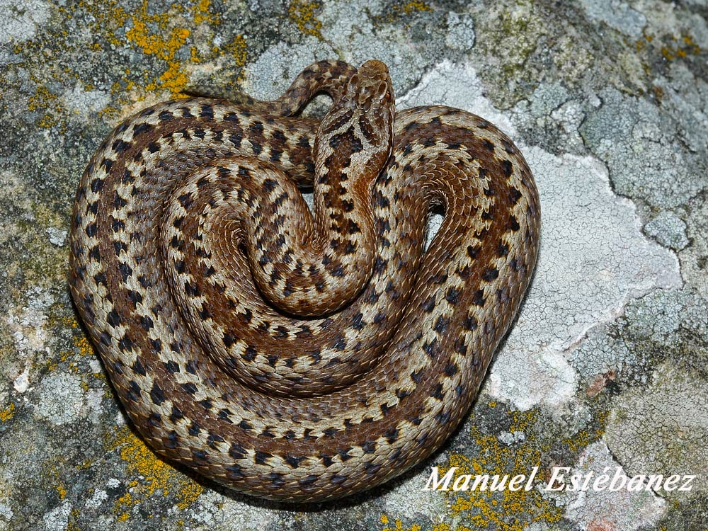 Miradas Cantábricas: Víbora de Seoane o cantábrica (Vipera seoanei ...