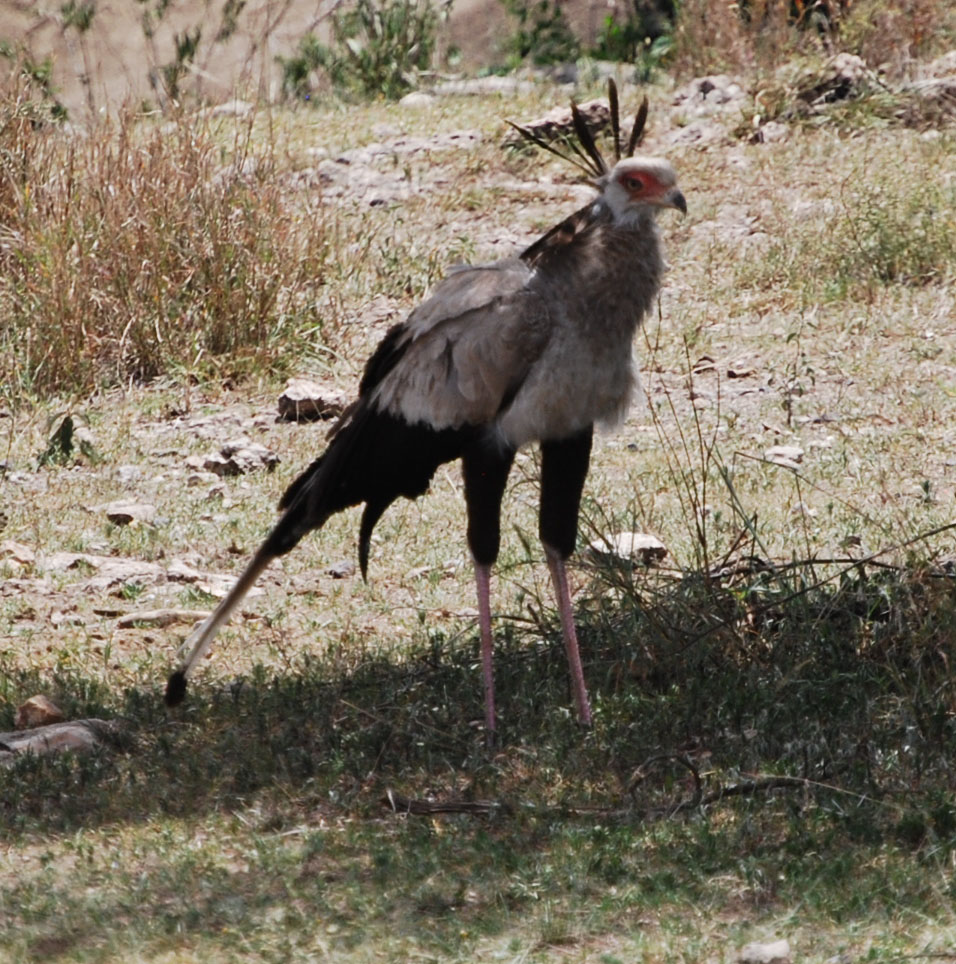 Footloose with Diana: Ground birds