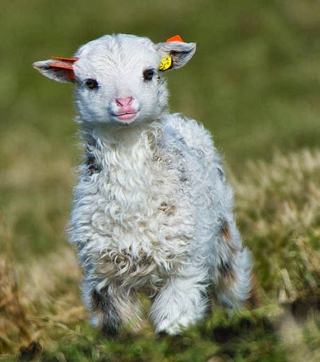 le mouton bloggeur: moutons mignons