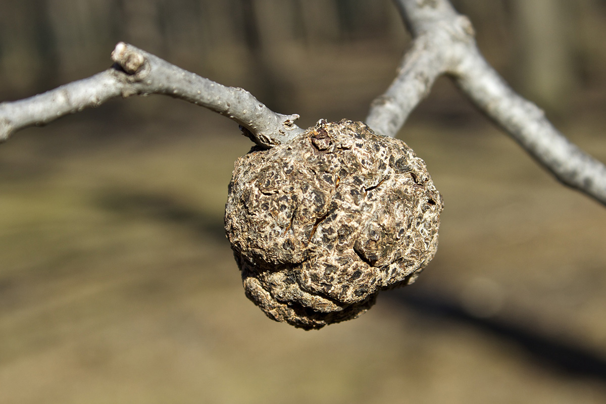 Flora Urbana: Chancre du Caryer cordiforme