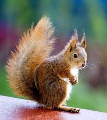 Datorkunskap: Ekorre