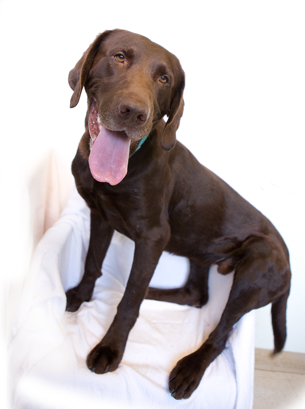 Shelter Dogs of Portland: "GUNTHER" BIG handsome goofy chocolate Lab