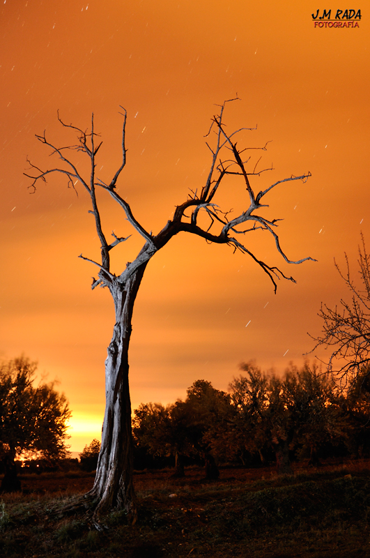 Fotografía Jose Mª Rada: Un árbol seco