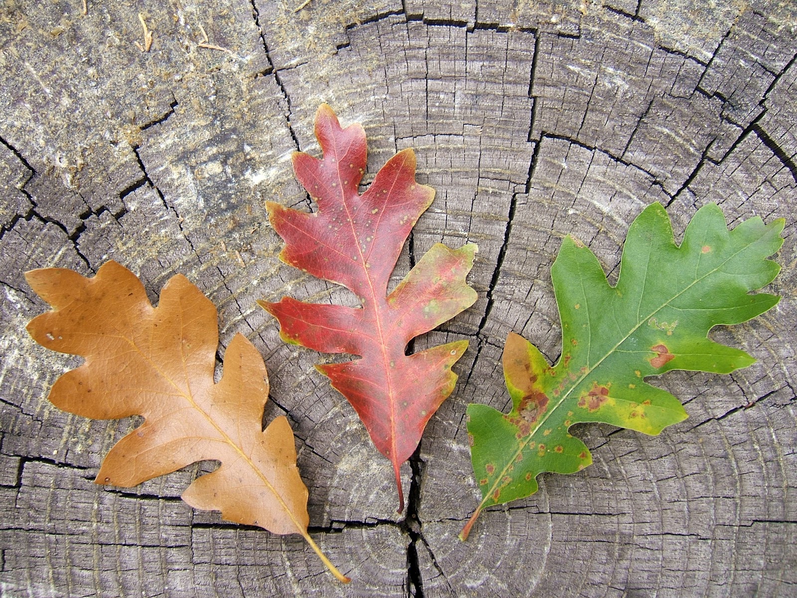 October Tree of the Month: Gambel Oak