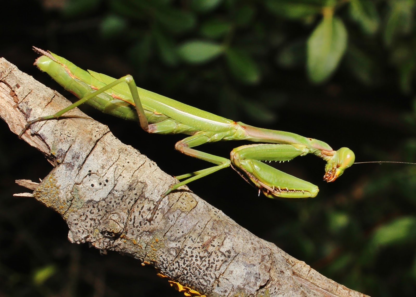 Biodiversity of Cyprus by NGO Protection of the Natural Heritage and ...