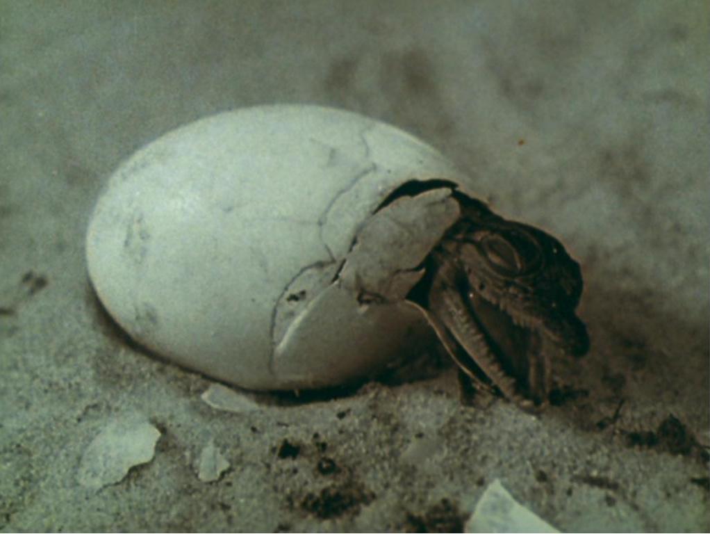 jacksign: Operation Screenshot (Films Of The Seventies) Kenneth Anger's ...