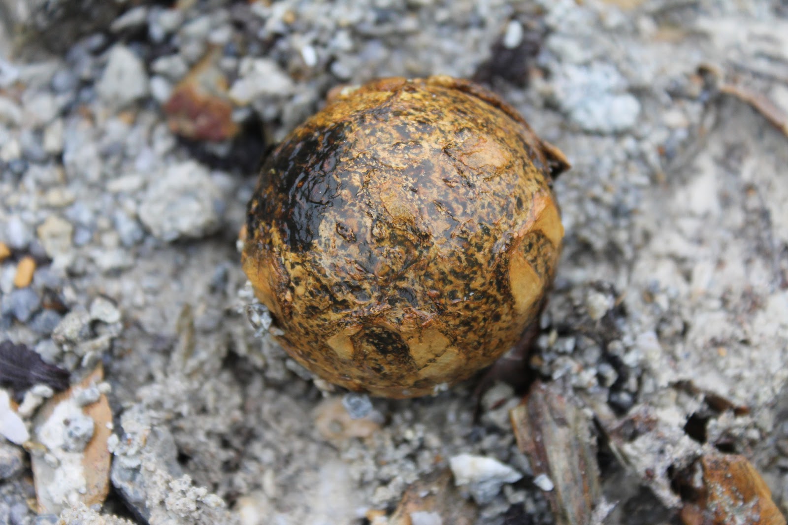 Cáceres al natural: "SETAS BOÑIGA": PISOLITHUS ARHIZUS