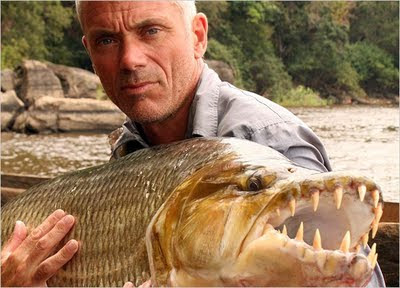 Goliath Tigerfish, Fish Predators Crocodile - Todays-update