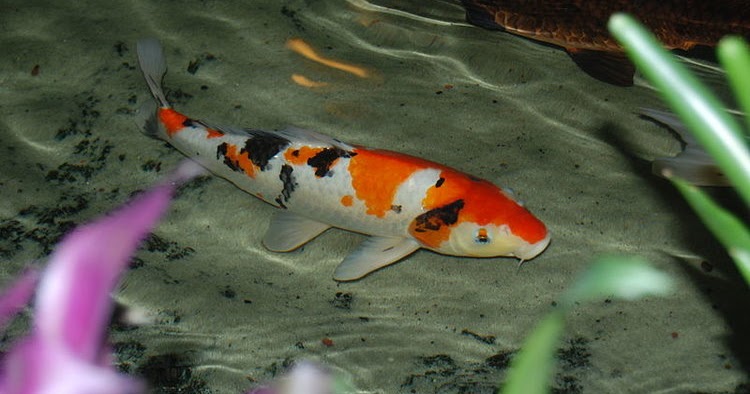 Ten Things to Check If Your Koi Seem Sick ~ We love pets