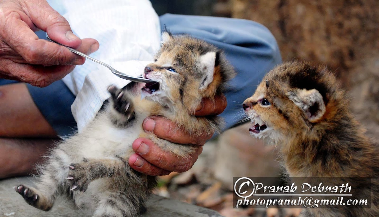 Pranab Debnath-PhotoSooter: Baby Wild Cat ( Bon Biral )