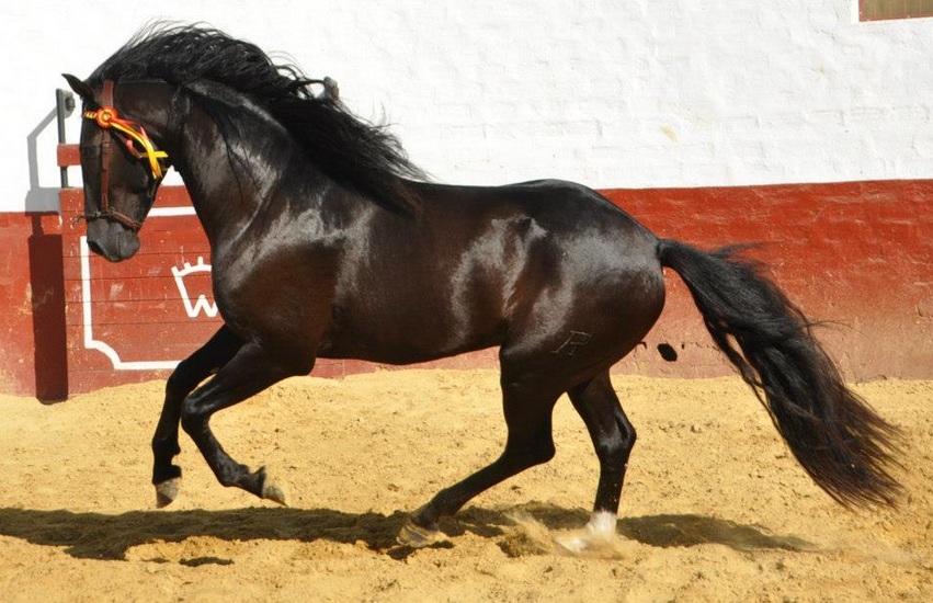 Peralta-Caballos PRE venta-Yeguada Pura Raza Español y CDE-Spanish ...