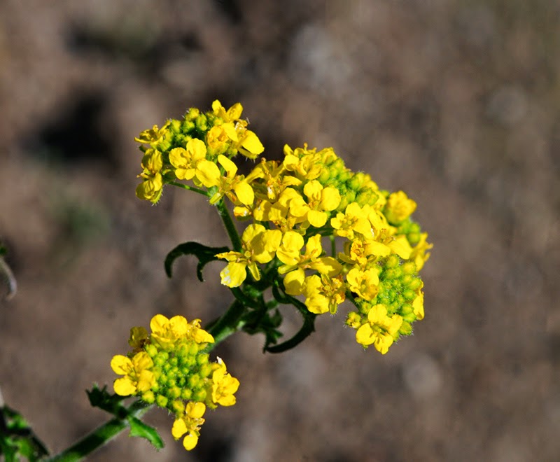 Paseos por la naturaleza: Sisymbrium officinale Jaramago