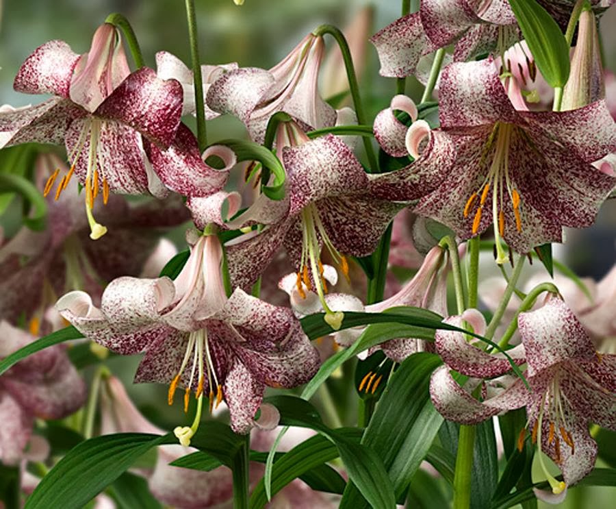 Flores Exóticas, Belas e Raras: Lírios