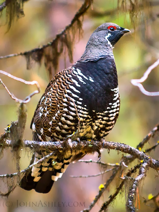 Wild and Free Montana: Mysteries of Sir John Franklin & the Franklin's ...