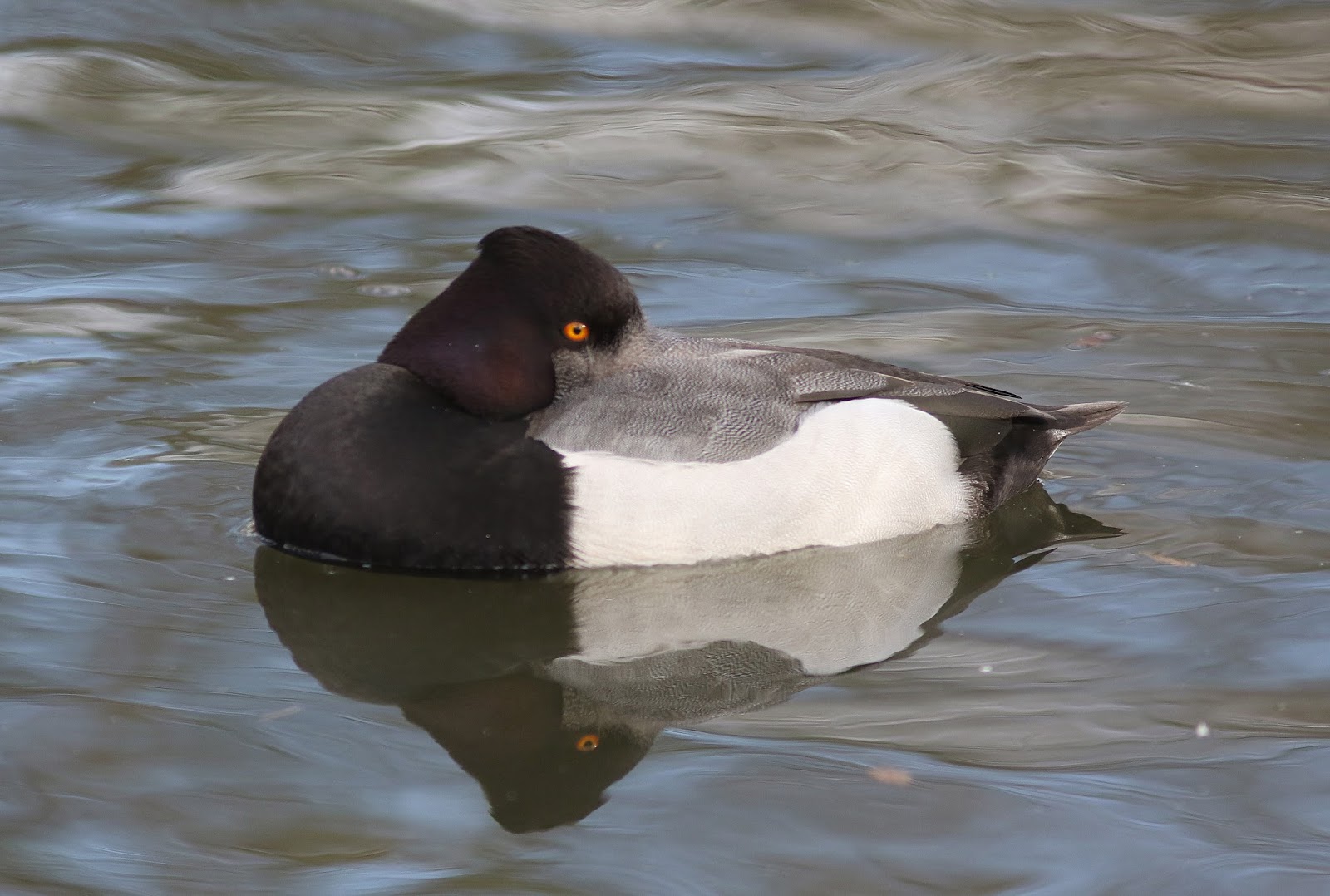 Non-Stop Birding: Ferruginous Duck and hybrids