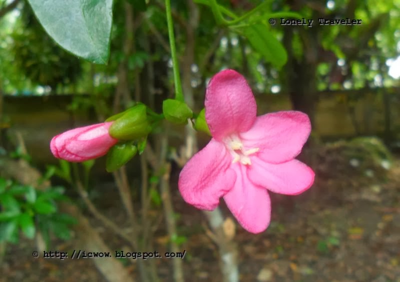 Lemonia Flower - Ravenia spectabilis
