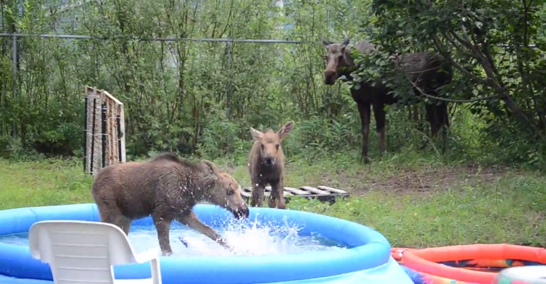 White Wolf : Adorable Twin Moose Babies Play In Swimming Pool Of A ...