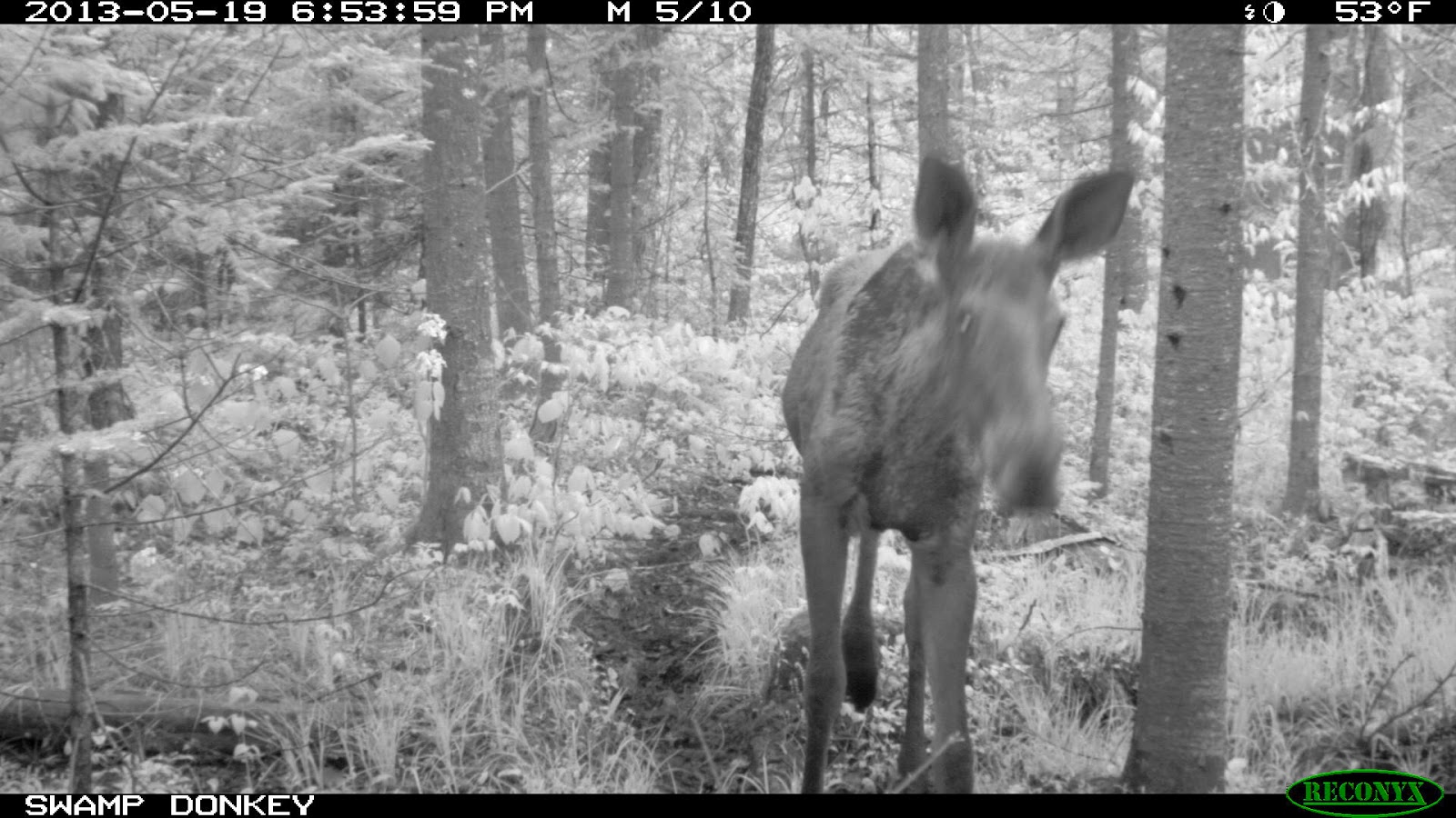 Swamp Donkey Adventures