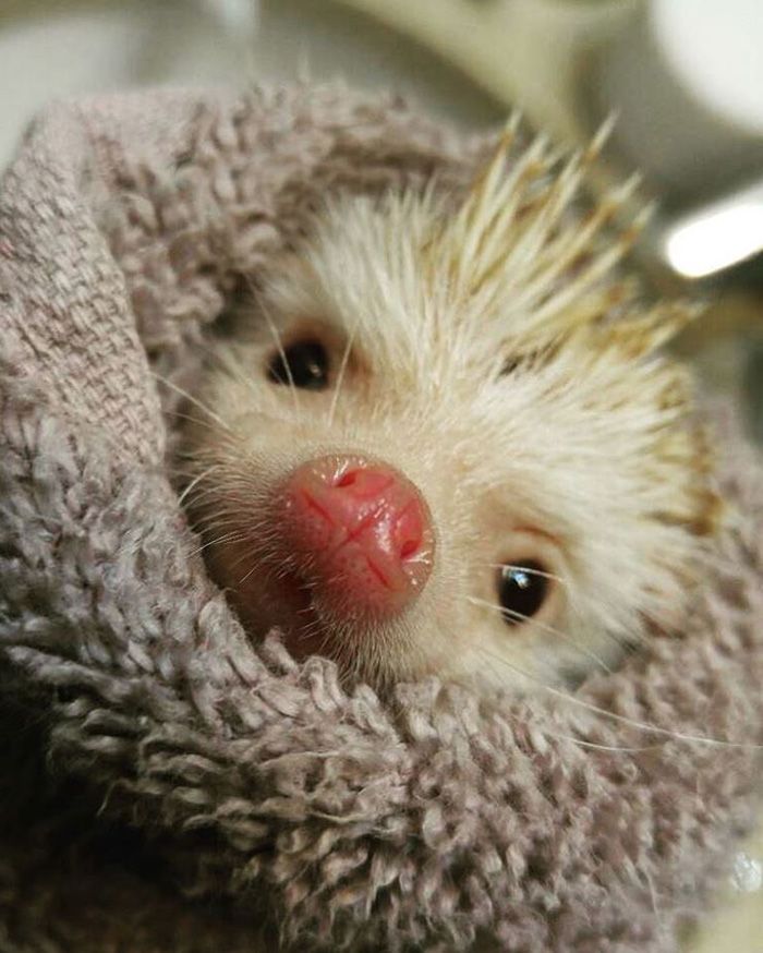 Afrički jež je najbolja egzotična životinja koja spada u red sisara. Ne ...