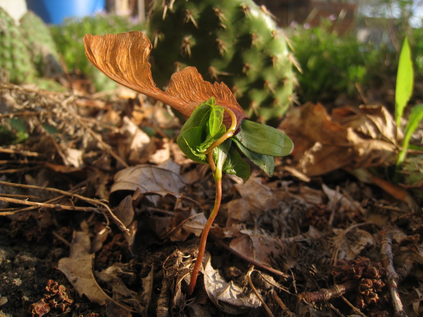 Distracted Naturalist: Maples Sprouting